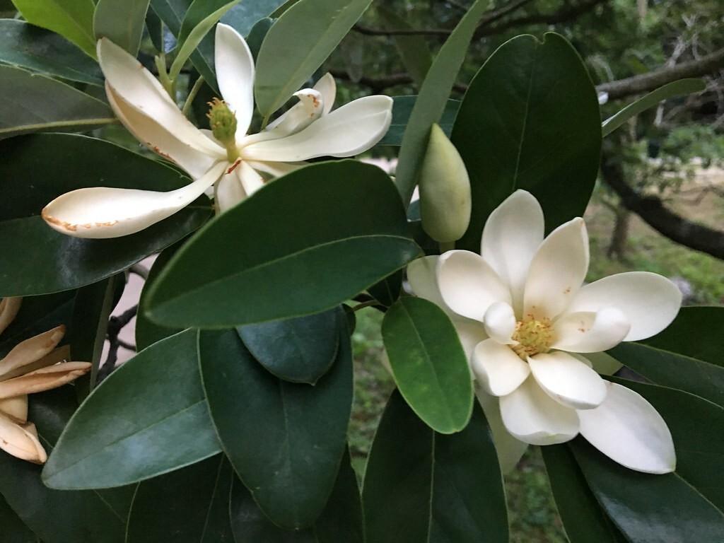 Silver Mist Sweetbay Magnolia - Magnolia virginiana - Live STARTER ...
