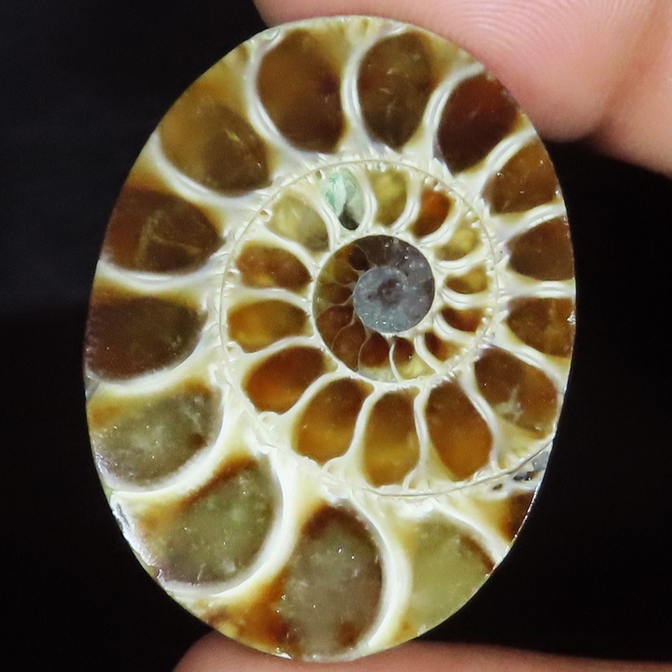 85.75 Carat. Natural Ammonite Fossil Oval Cabochon Loose Gemstone ...