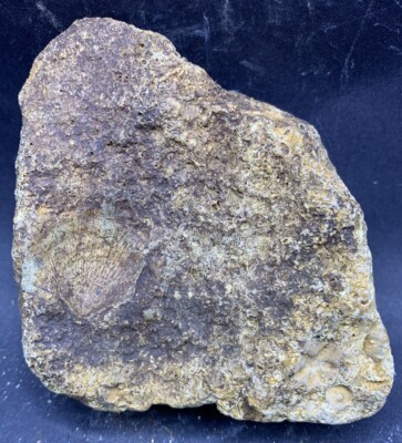 Fossilized Indiana Agate crinoid Stems In Jasper Bedrock 8oz | eBay