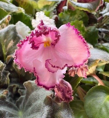 African Violet LE- Mon Sen Mishel’ Standard 2 Fresh Cut Unrooted Leaves ...