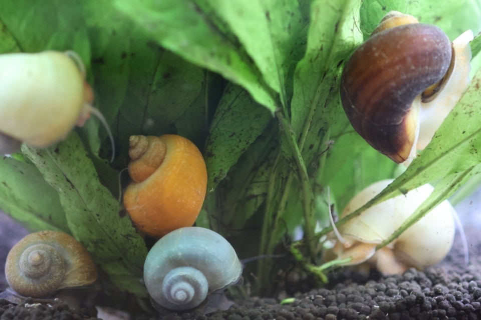 5 Mystery Snails Mixed Color (Pomacea Bridgesii) Live Freshwater Snail ...