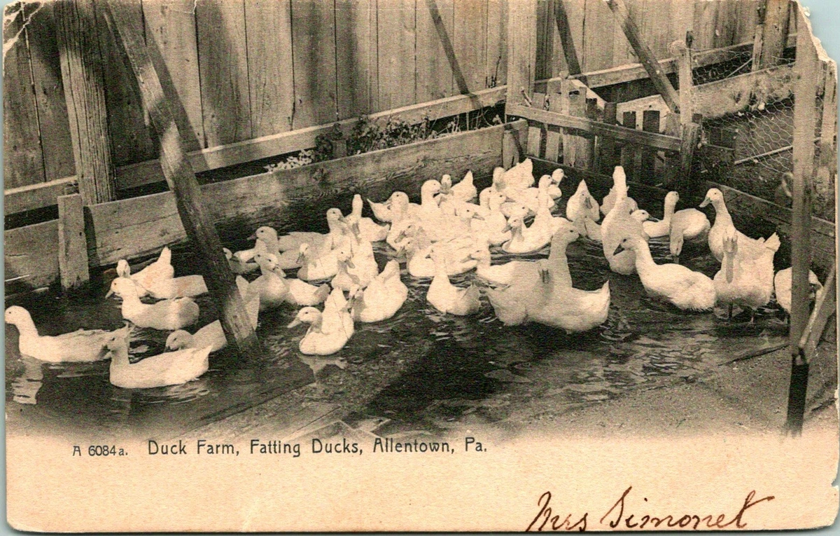 Black And White Farm Duck