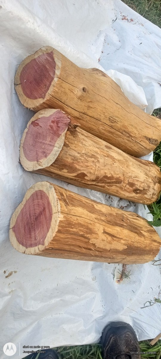 Red Cedar Logs