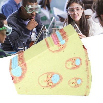 Stem Model Of Monocotyledons Biology Educational Teaching Model HOT ...