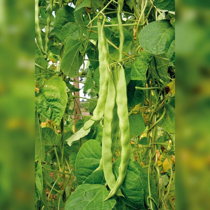 CLIMBING BEAN - HELDA - 40 SEEDS | eBay UK