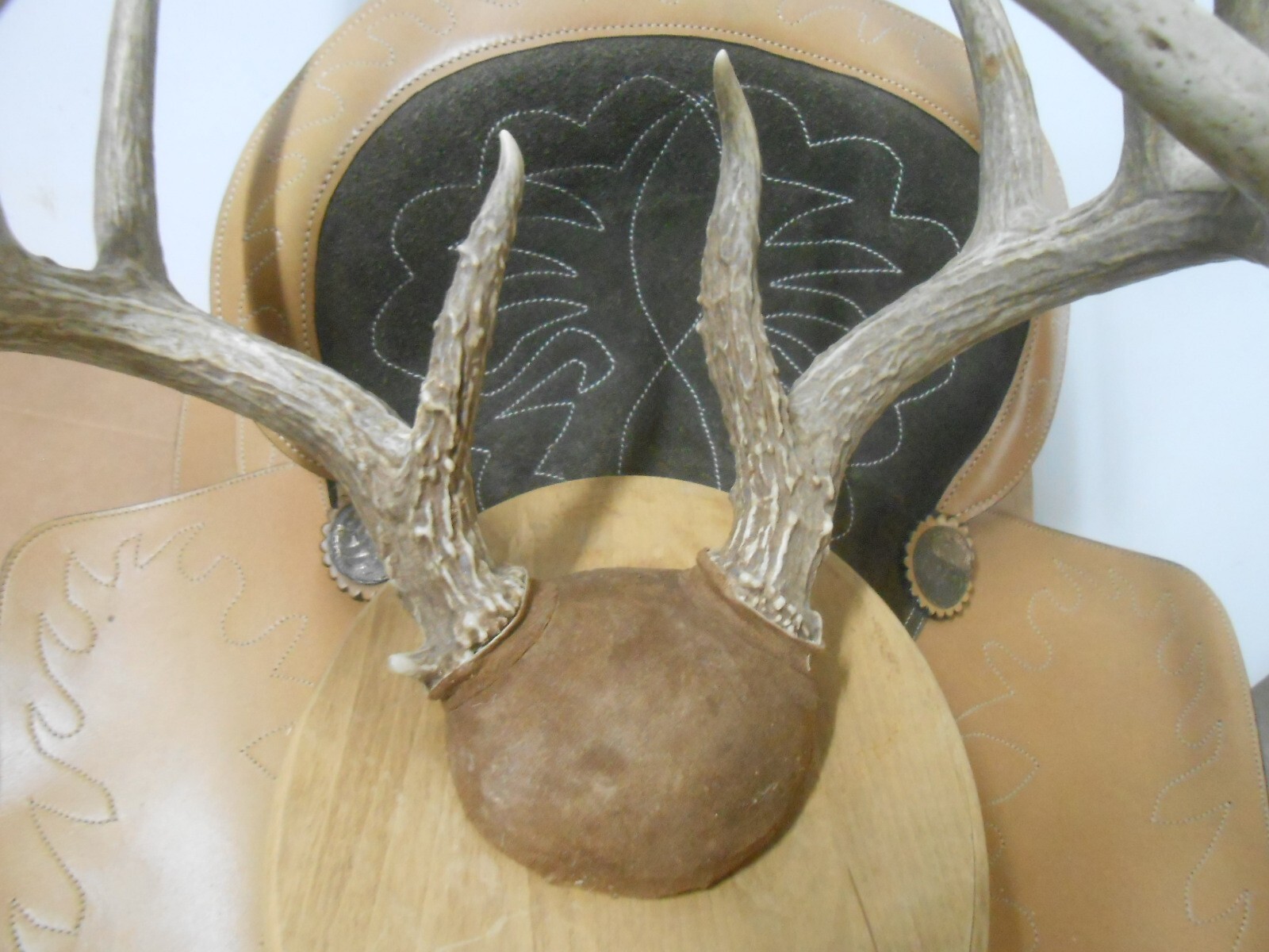 Nice 5x5 WHITETAIL DEER RACK ON PLAQUE mule antlers sheds taxidermy elk ...