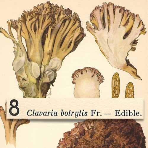 MUSHROOM Fungus ROSSO CORAL Clavaria Botrytis VTG Lithograph Print Otto ...