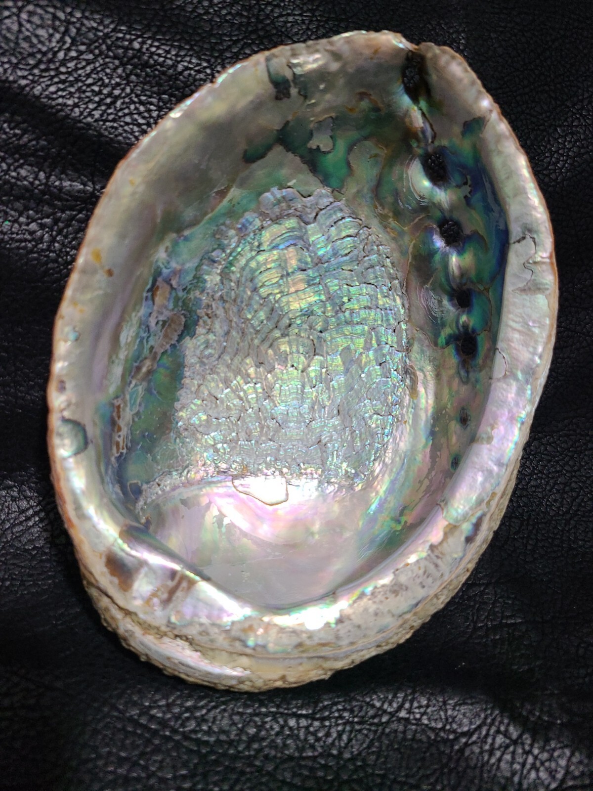 Large Red Abalone Shell 7" X 5½" Beautiful Natural Bowl Dish Barnacals Coral | eBay