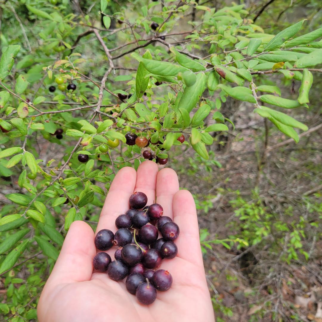 Deerberry | 25 Seeds | Vaccinium Stamineum | Florida Native | Organic ...