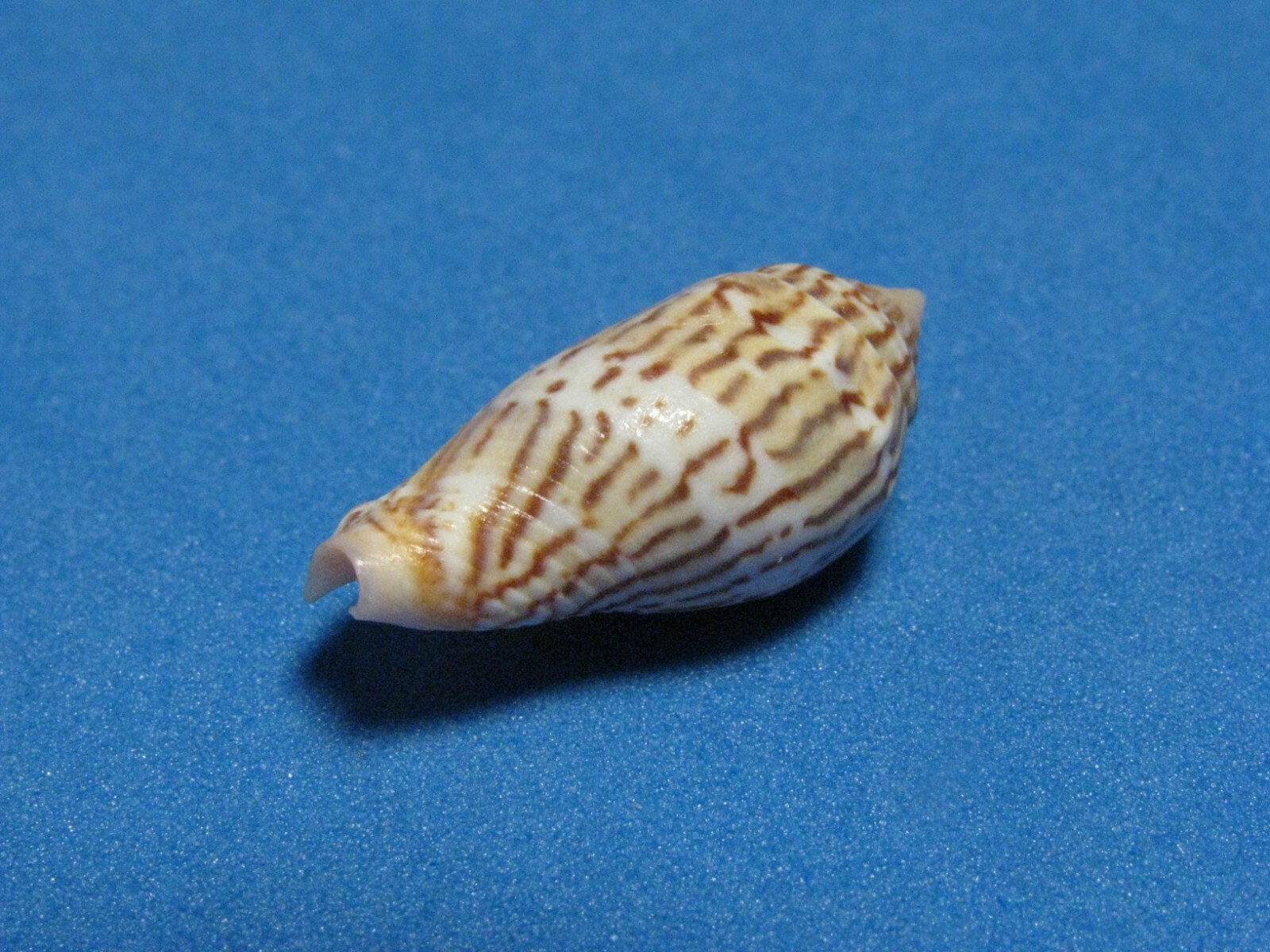 * Strombus mutabilis f. zebriolatus (Adams & Leloup, 1938) "ELONGATE" (24.7mm) | eBay