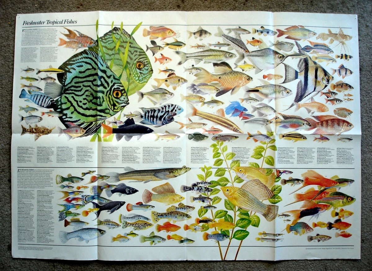 Freshwater Tropical Fish Chart