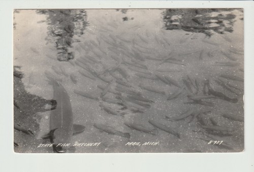 POSTCARD RPPC STATE FISH HATCHERY PARIS MICHIGAN | eBay