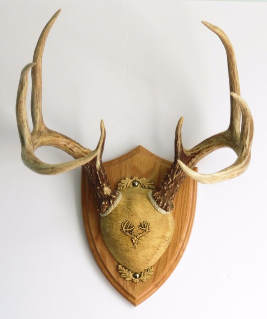 Medium Oak Ultimate Antler Mounting Kit for Deer - The Taxidermists ...