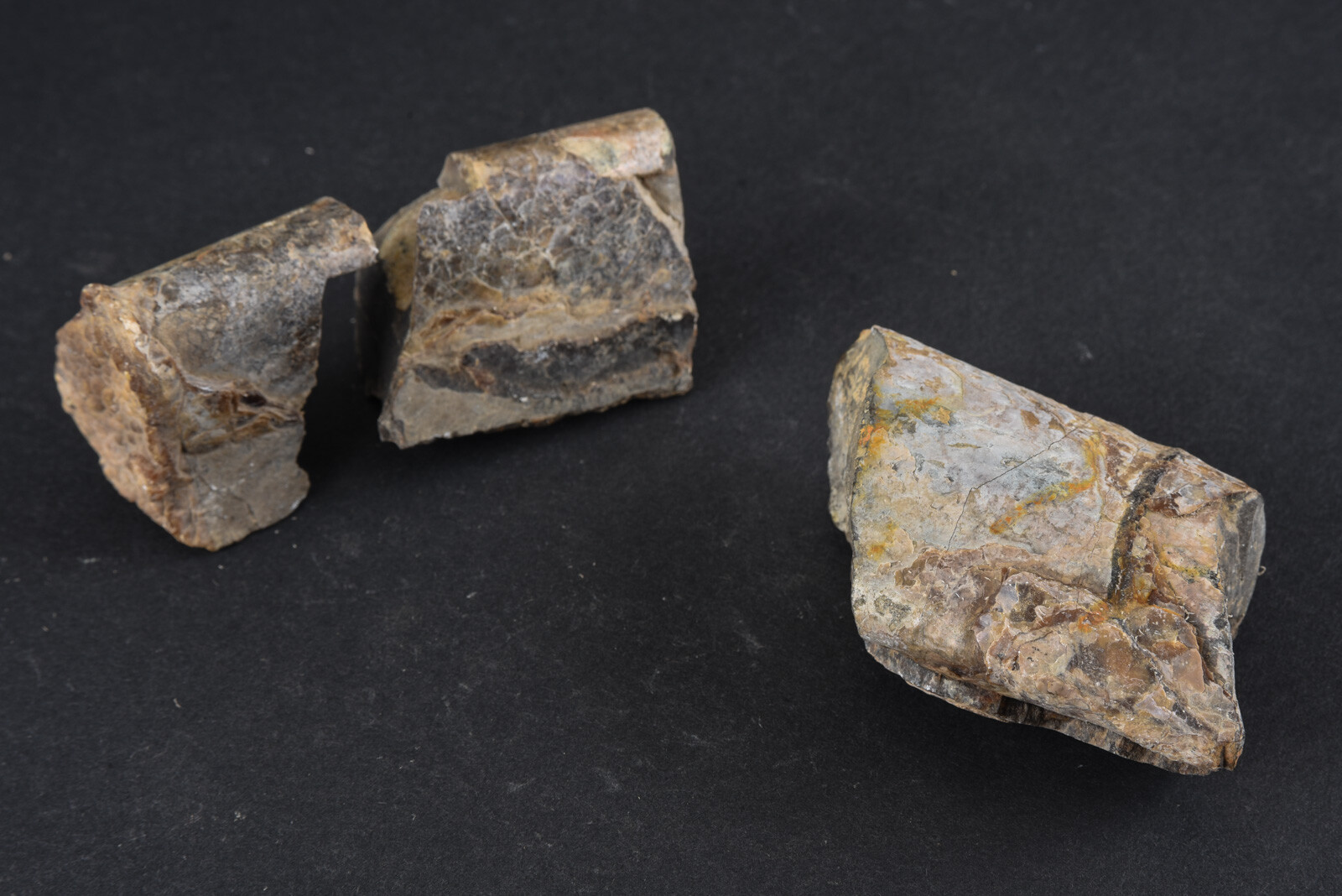 340g Lot of 5 Pieces Baculites Fossil Bone Mineral Specimen V02 | eBay