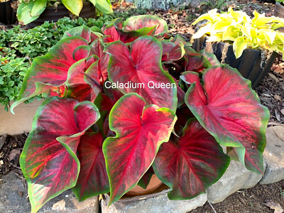 Caladium 'Dragon Heart' Size#2(2 bulbs) (You get 2 bulbs) | eBay
