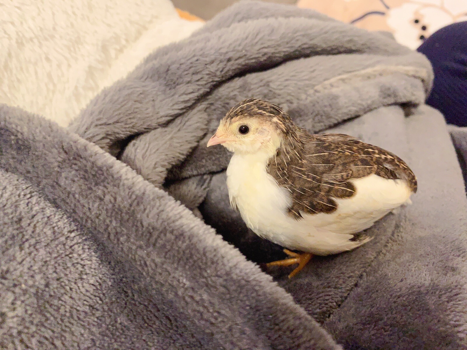 12 Button Quail Hatching Eggs of different color | eBay