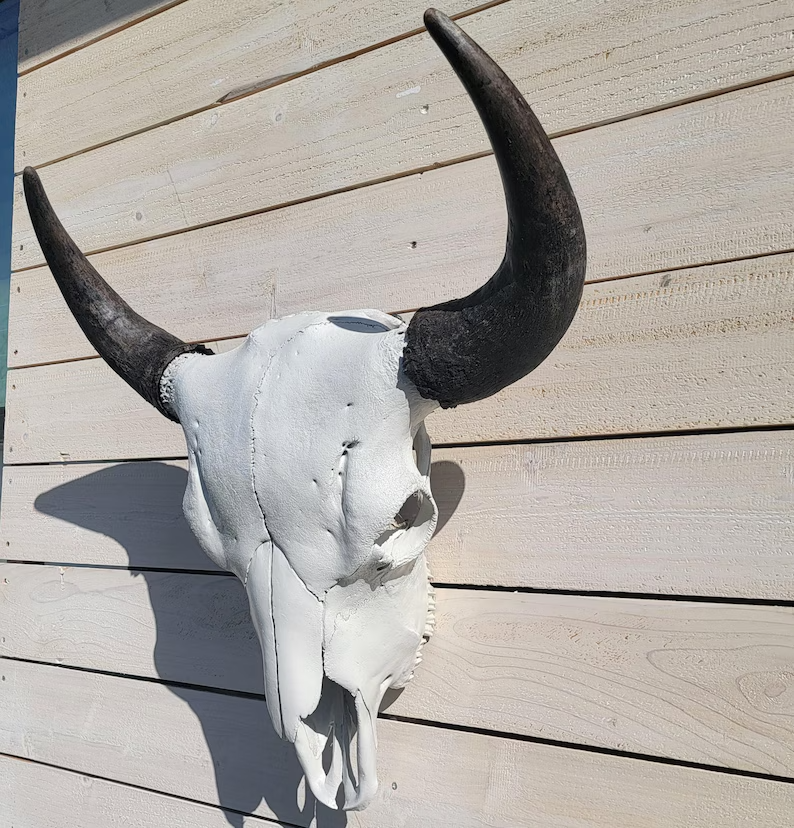 Real Buffalo skull with horns (typically 24-28" wide) American Bison | eBay