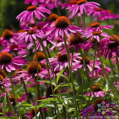 200+ Pink Coneflower Rudbeckia Seeds for Garden Planting - USA - FREE ...