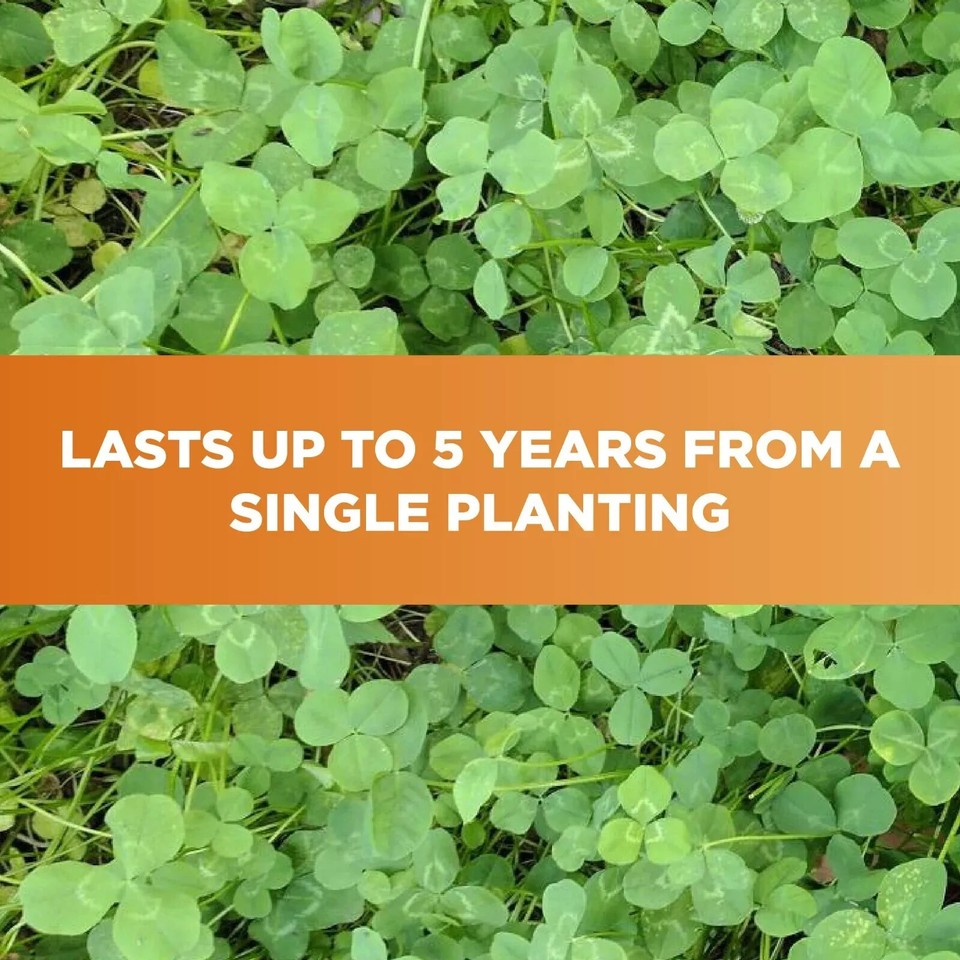 Whitetail Institute Imperial Clover Deer Food Plot Seed for Spring or ...