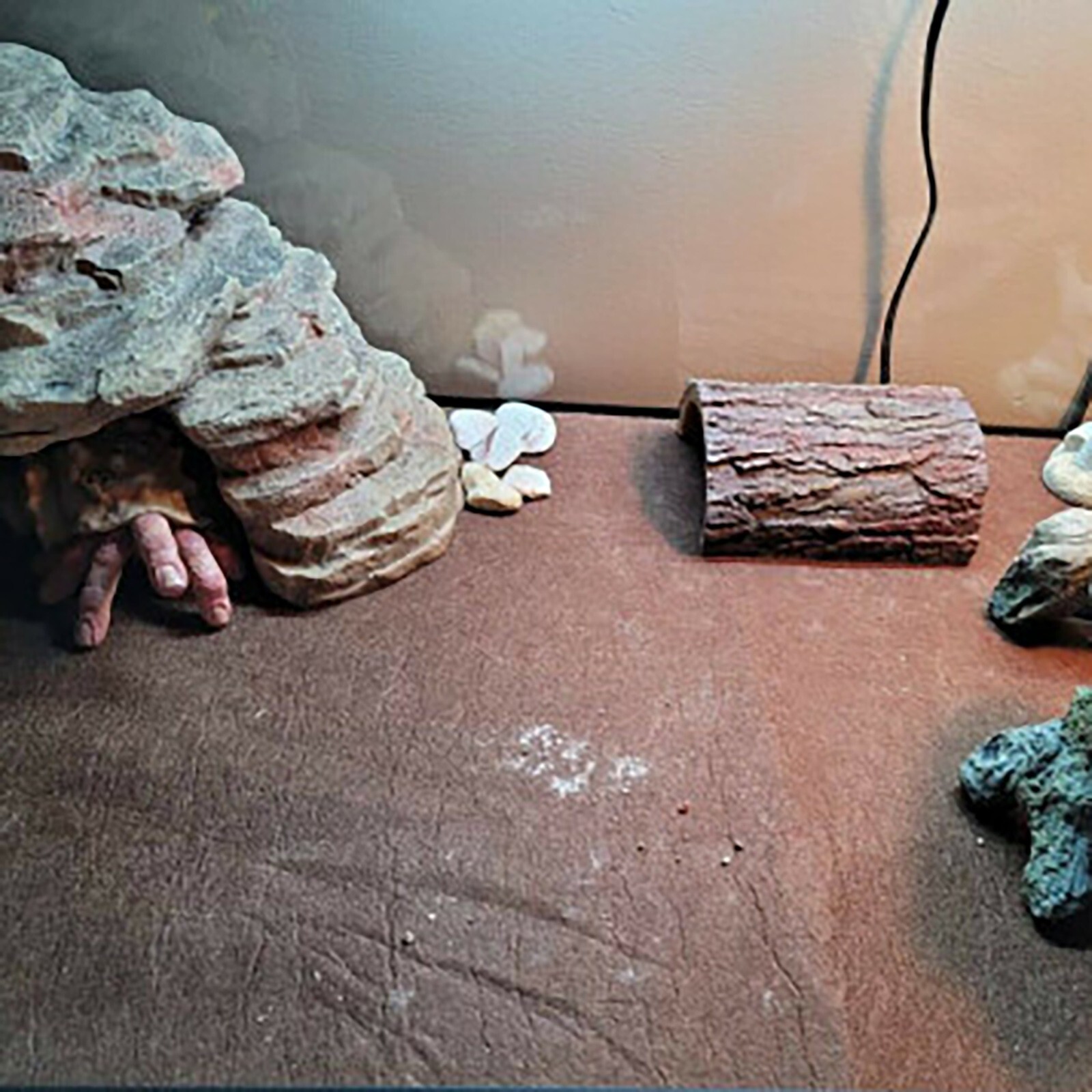 Fingercrab Creepy Weird Realistic Horror Resin Model Statue Resin ...