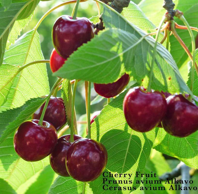 1-1000 PCS Mazzard Cherry Tree Seeds Prunus Avium Alkavo White Flower ...