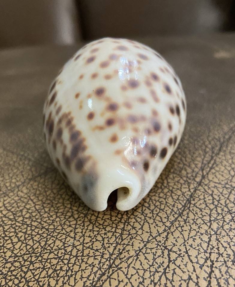 Rare Open Spotted Tiger Cowrie Sea Shell | eBay
