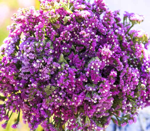 Statice TWILIGHT Purple Cut Flowers Dried Arrangements Reseeds Non-GMO ...