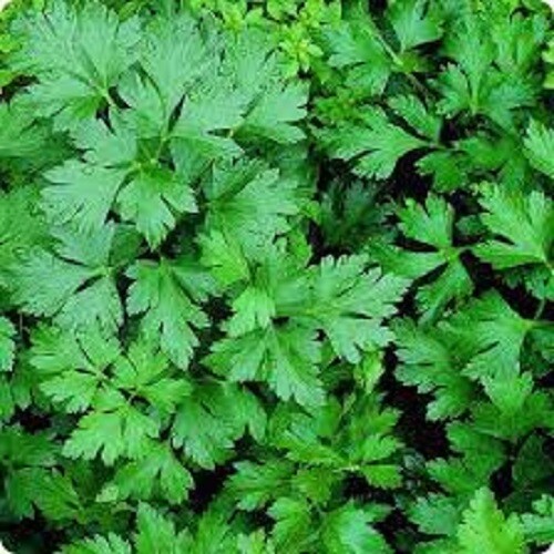 PARSLEY GIANT OF ITALY SEEDS Herb Seeds Vegetable Seed Parsley Seeds ...
