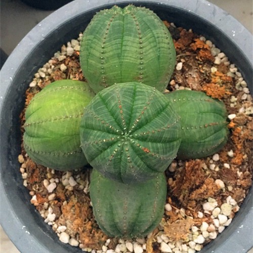 Euphorbia Obesa Hybrid Multi-Head Succulent Cactus Live Plant Cactaceae ...