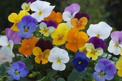 VIOLA FLORAL POWER MIX F1 FLOWER SEEDS Bushy Flower Garden Viola Flower ...