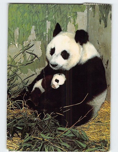 Postcard Giant Panda | eBay
