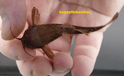 6 BANJO CATFISH (B. coracoideus) WICKED LIVE FISH THAT HELP CLEAN UP! 4-5 CM | eBay