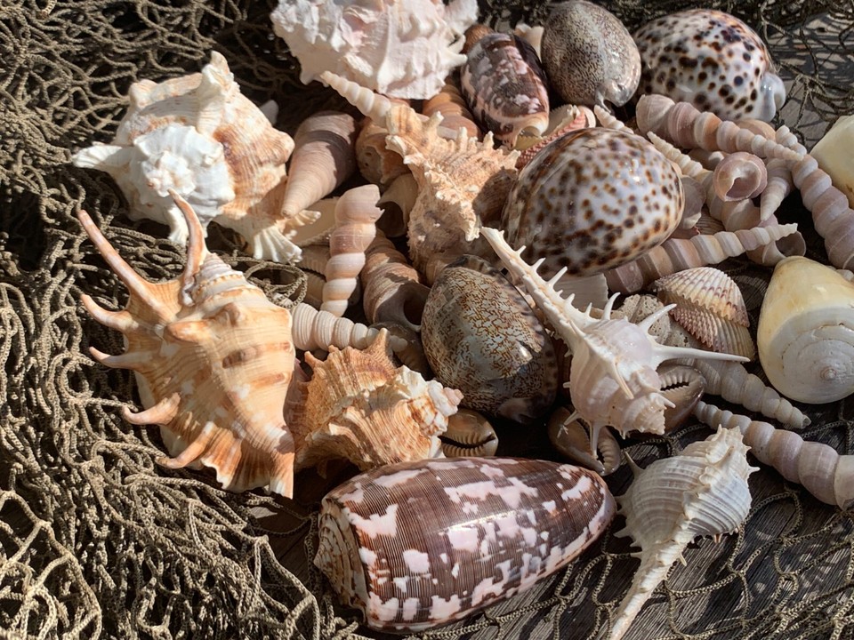 Large Beautiful Seashells Sea Shells 1 Kilo Best Value & Price FREE ...