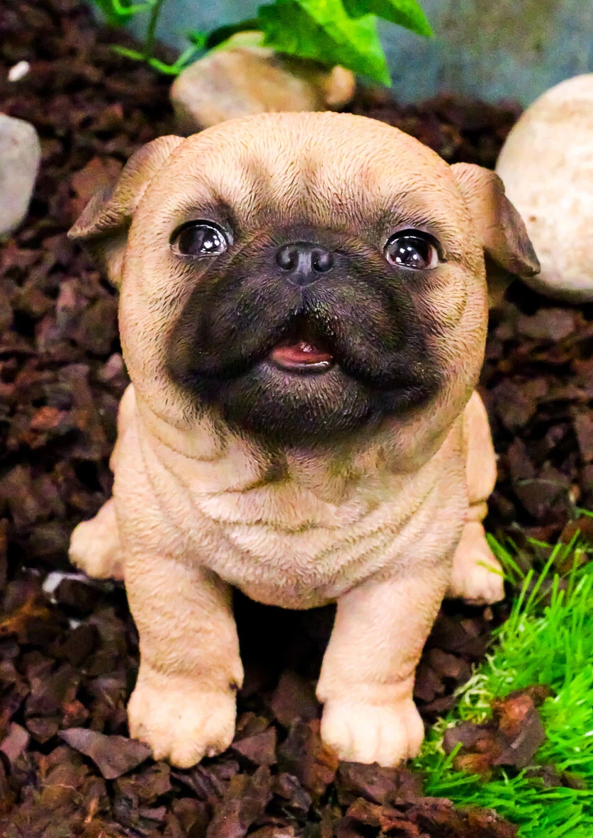 Fawn Pug Puppies