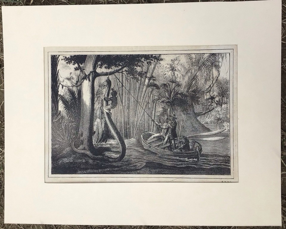 Antique Steel Engraving Print India Art Hunting Snake Python Shikar | eBay