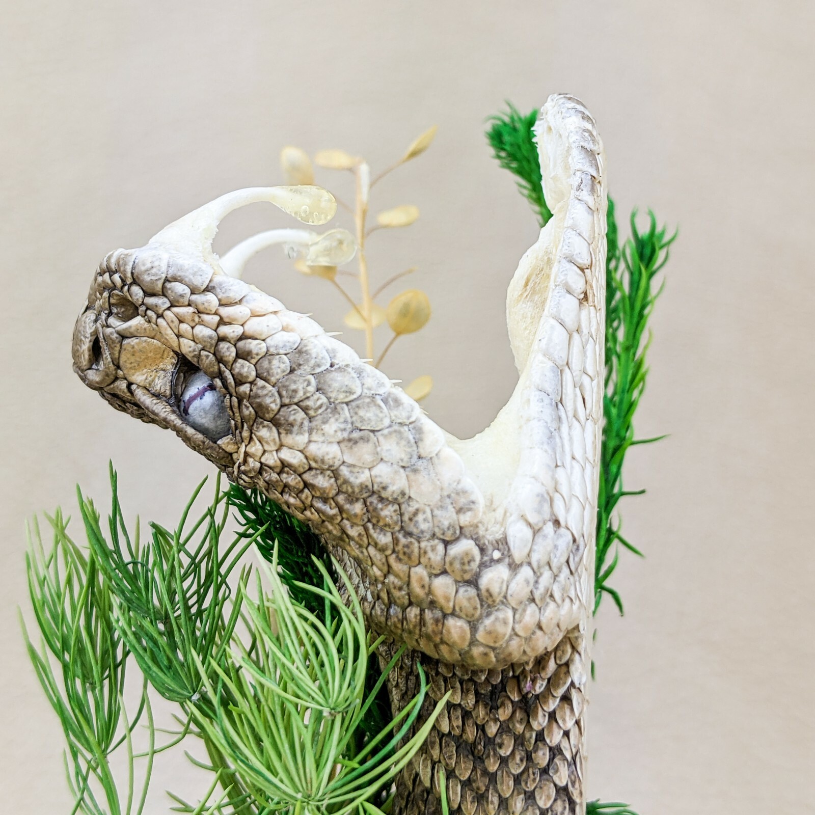 Rattlesnake Snake head Glass dome display Taxidermy Oddities ...