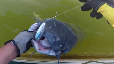 Ultimate Demon, Dragon Style Catfish Rattling Lure Santee Cooper Rig ...