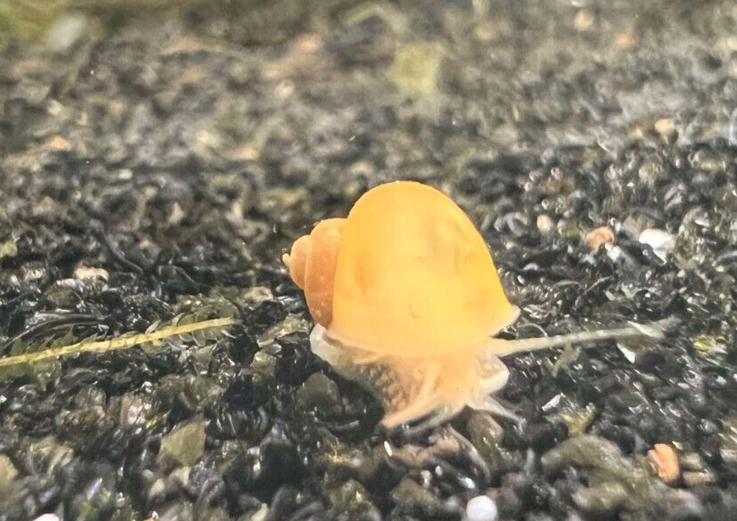 10+1 Golden Mystery Snails | Highest Quality Live: PEA SIZE: FREE 2-DAY ...