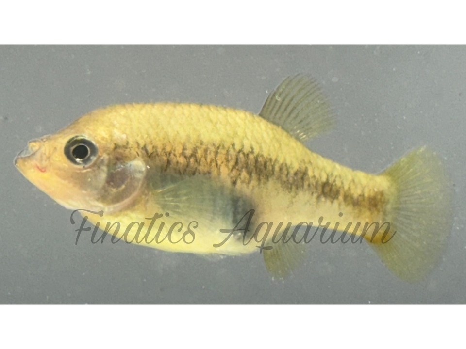 One Redtail Splitfin Goodeid Xenotoca Eiseni Uncommon Rare Fish | eBay