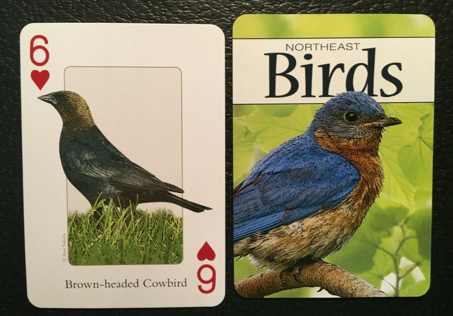Swap Playing Card Birds BROWN HEADED COWBIRD BIRDS OF THE NORTHEAST | eBay