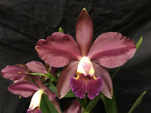 Blc. Volcano Plum `Volcano Queen' Cattleya Orchid Plant | eBay
