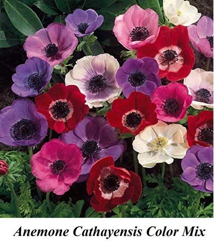 Seed Anemone Cathayensis Mixed Color Ivory Blue Red Purple White Double ...