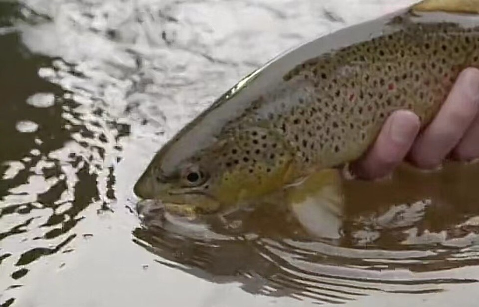 Fly Rod Accessories / Guide / Nickel Silver Ferrule / Cork Handle ...