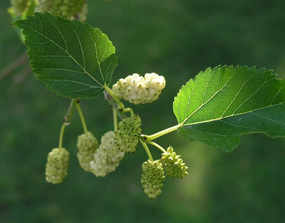 Mulberry Trees Silk Worms