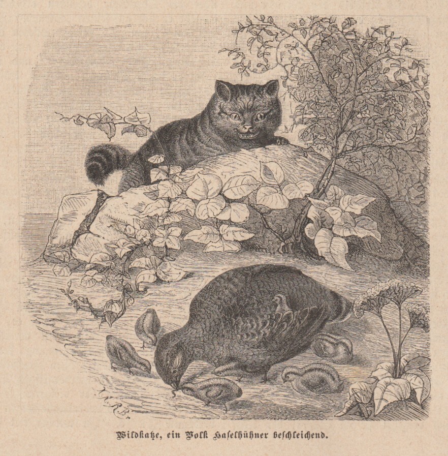 Wildcat on the Prowl for Hazel Grouse WOODCUT from 1886 | eBay