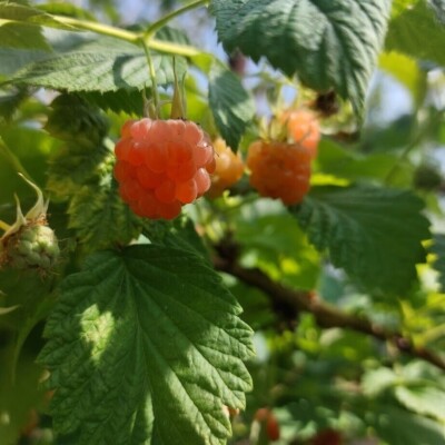 Golden Valentina Raspberry - Rubus idaeus - Gelbe Himbeere - 10+ Seeds ...