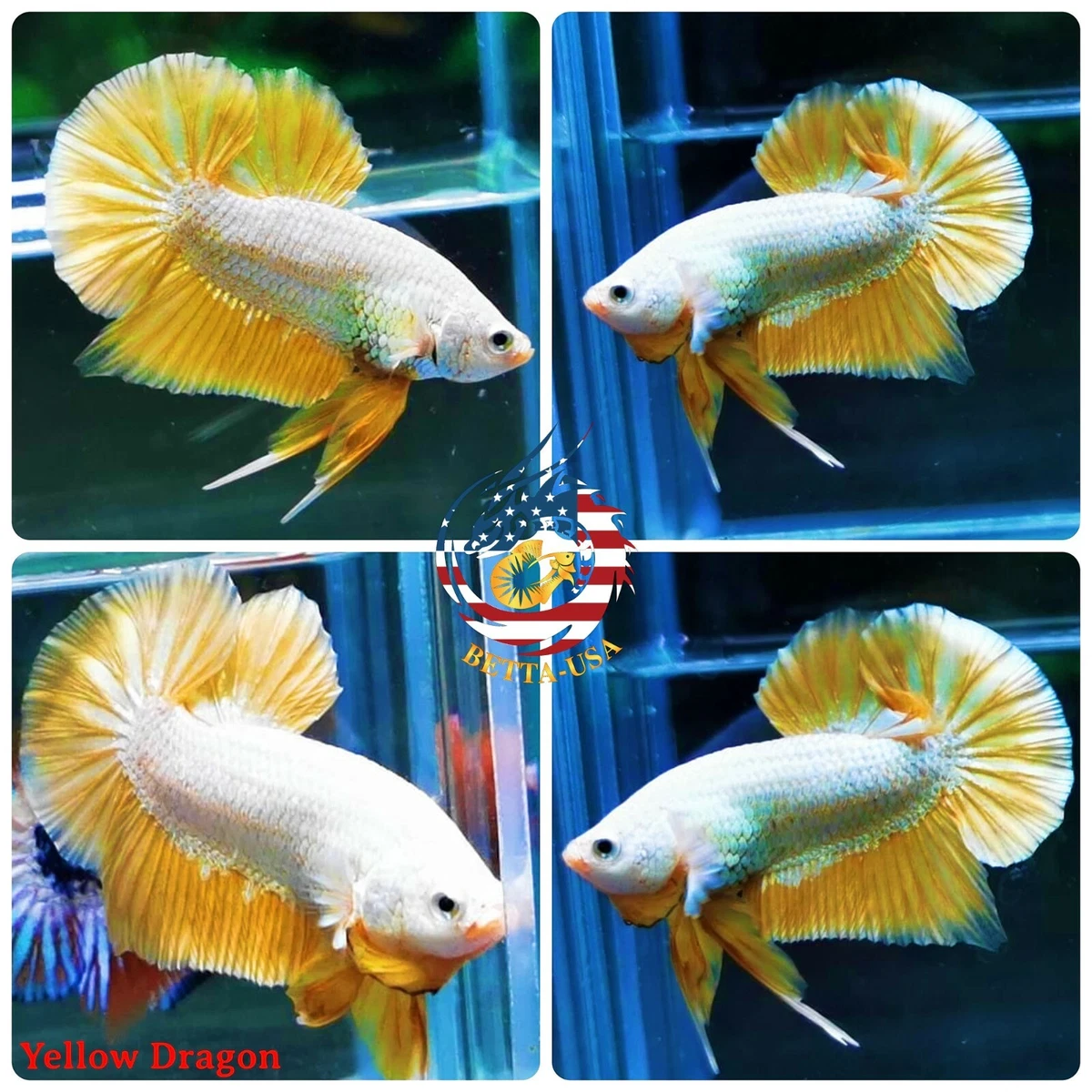 Yellow Female Betta Fish