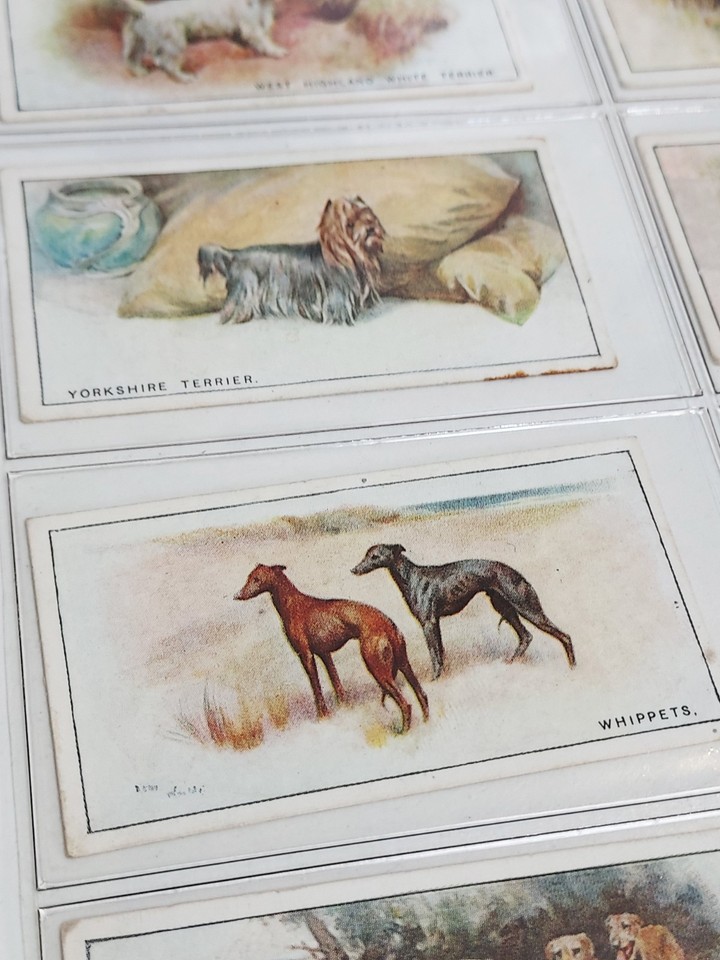 DOGS: Wills cigarettes - complete set of 50 cards VGC | eBay Australia