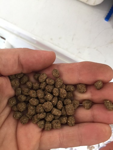 1-lb - 13-lb" BULK FLOATING PELLET FISH FOOD FOR KOI GOLDFISH - POND ...