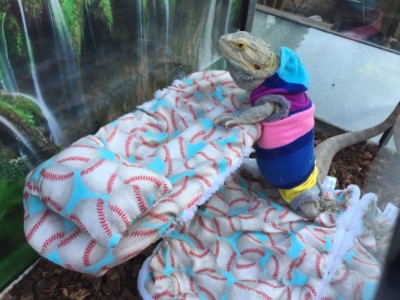 SOFT BALLS PRINTS BED SET COVERS ONLY NO FRAME BED 4 BEARDED DRAGONS | eBay